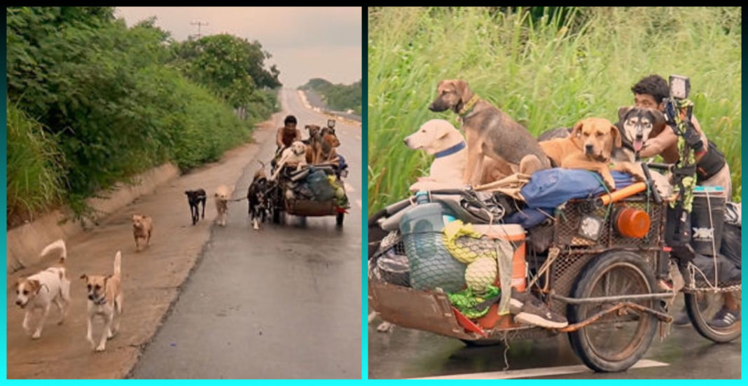 Man Walks Thousands of Miles to Collect Stray Dogs and Rehome Them in ...