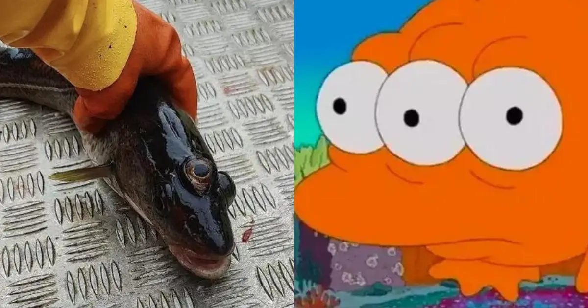 Fish With Three Eyes Caught In Greenland And The Simpsons Fans Are ...