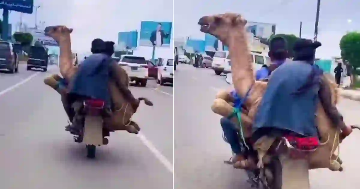 Men Carry Camel On Motorcycle, Leaving Commuters Stunned In Viral Video