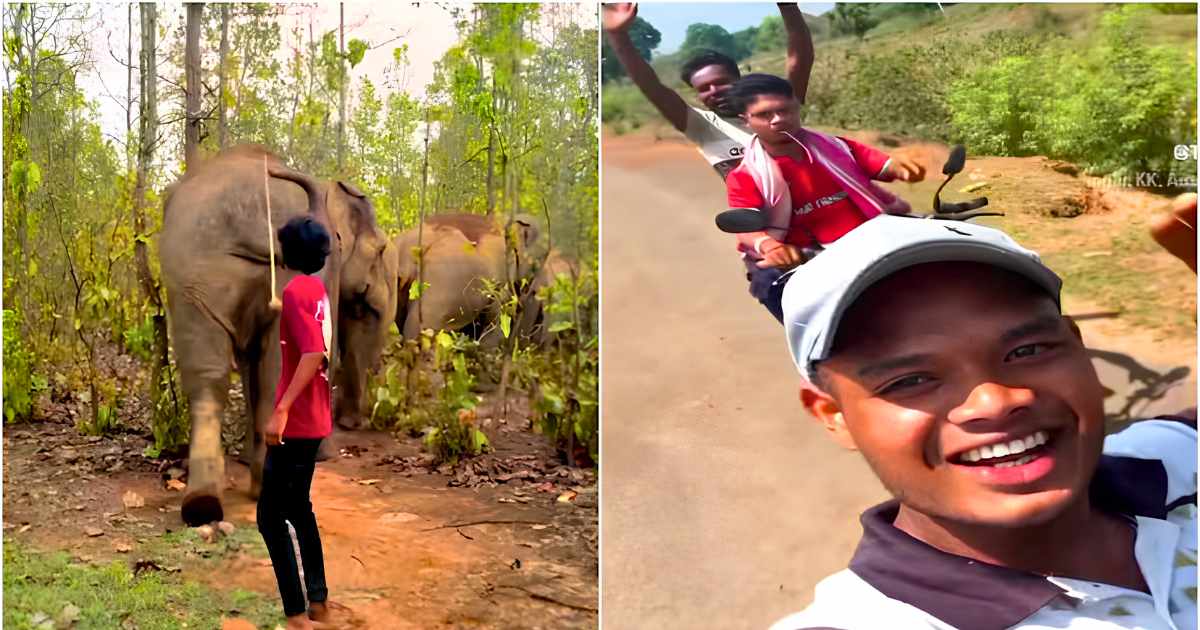 Odisha Youths Provoke Elephants for Content Viral Videos 2026
