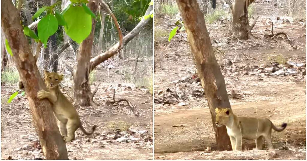 Curious Lion Cub Climbs Tree Gir Viral Video 2026